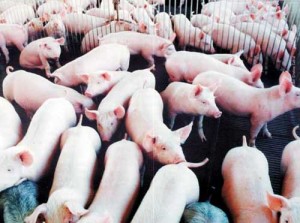 carne suina :: Casa de carnes almeida mauá (ABC)